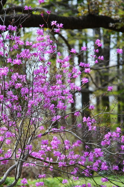 Canon EOS 6D + ベローズ用マクロ KONICA Macro-HEXANON AR Canon EOS 6D + ベローズ用マクロ KONICA Macro-HEXANON AR