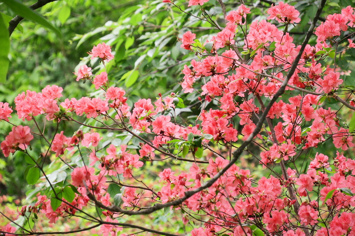 野生ランのツレサギソウを東京都内某所で撮影しました～(^^)v: カメラと写真と猫と
