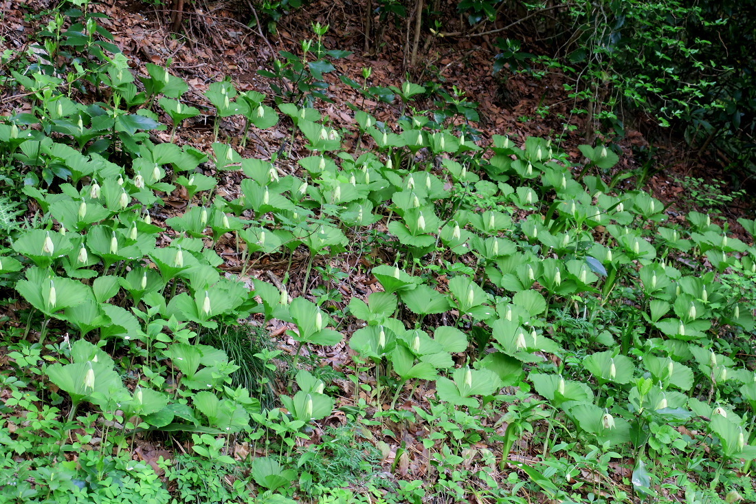 南高尾のクマガイソウ群落地（正確には自生ではない）に今年こそは遅れずに行くぞと行ってみたら・・・早かった。: カメラと写真と猫と