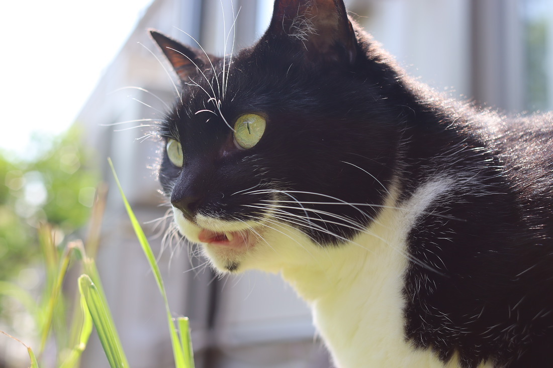 CANON EOS Kiss X10 i ＋ CANON EF 35mm/F2 で前庭のムーちゃんをデジタル撮影～(^^)/ 写角は56mm ...